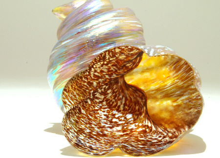 Art Glass Shell Paperweights from Kela's...a glass gallery on Kauai