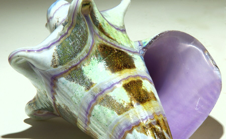 Art Glass Shells from Kela's...an art glass gallery on Kauai
