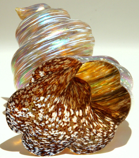 Art Glass Shell Paperweights from Kela's...a glass gallery on Kauai