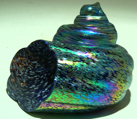 Art Glass Shell Paperweights from Kela's...a glass gallery on Kauai
